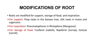 Root System.pptx
