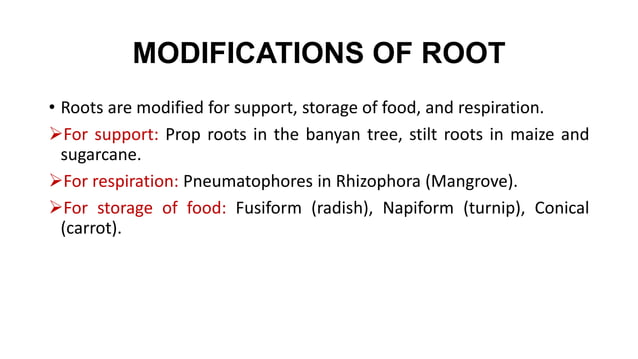 Root System.pptx
