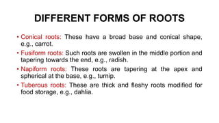 Root System.pptx