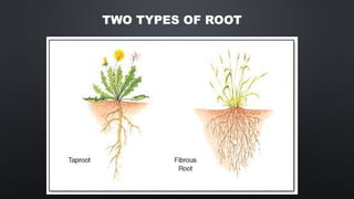 Understanding Plant Root Systems: Types, Functions, and Structure | PPTX