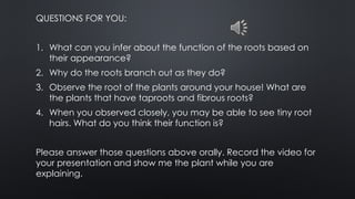 Understanding Plant Root Systems: Types, Functions, and Structure | PPTX