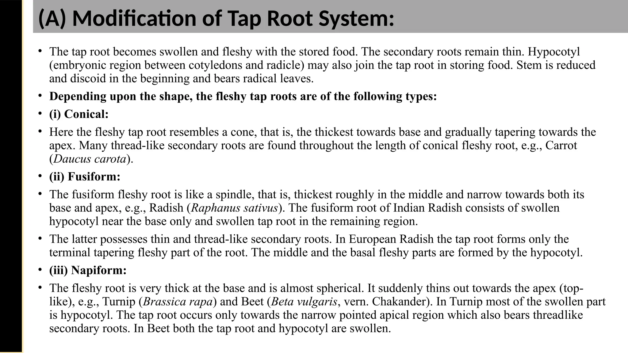 Root Types and anatomy of root adetail overview.pptx