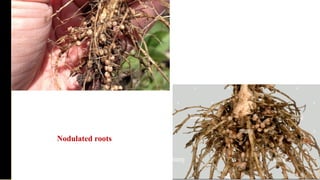 Root Types and anatomy of root adetail overview.pptx