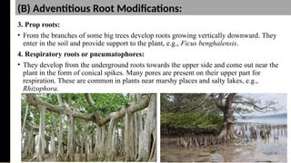 Root Types and anatomy of root adetail overview.pptx