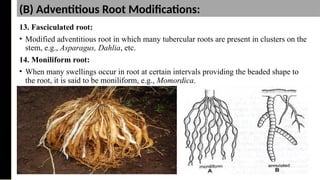 Root Types and anatomy of root adetail overview.pptx