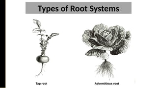 Root Types and anatomy of root adetail overview.pptx
