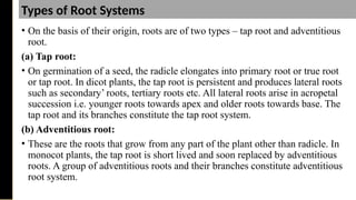 Root Types and anatomy of root adetail overview.pptx