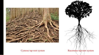Root Types and anatomy of root adetail overview.pptx