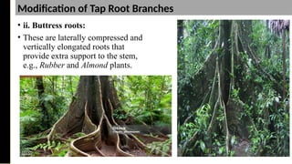 types,modification,parts and function of root.pptx