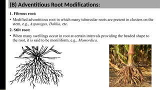 types,modification,parts and function of root.pptx
