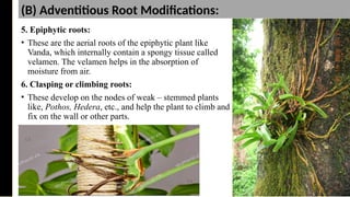 types,modification,parts and function of root.pptx