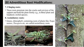 types,modification,parts and function of root.pptx