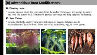 types,modification,parts and function of root.pptx