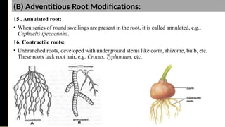types,modification,parts and function of root.pptx