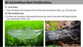 types,modification,parts and function of root.pptx