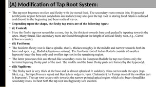 types,modification,parts and function of root.pptx