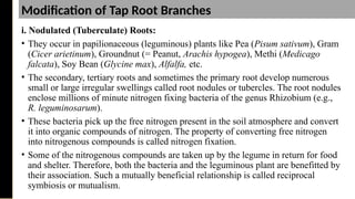 types,modification,parts and function of root.pptx