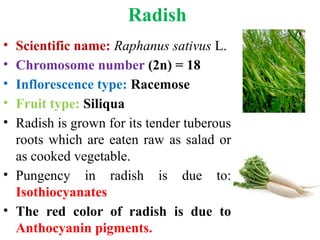 Cultivation practice of Root vegetables.pptx