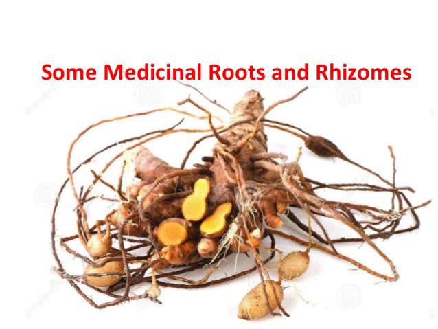 Rhizomes Definition Examples What Is A Rhizome