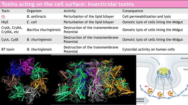 Bacterial Toxins and Toxin classification | PPT