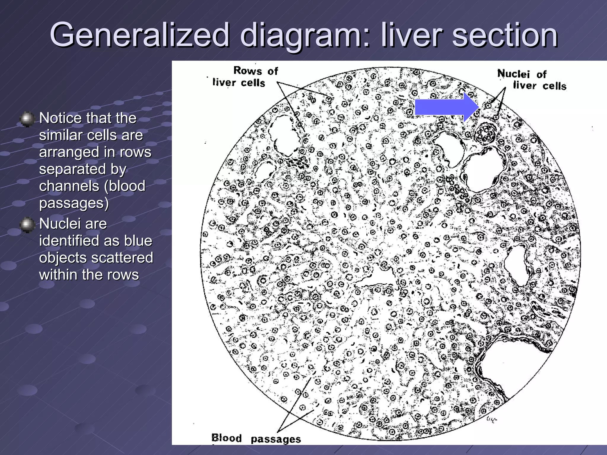 Ro Practice Section Liver H& E | PPT