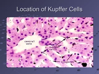 Liver Histology Kupffer Cells