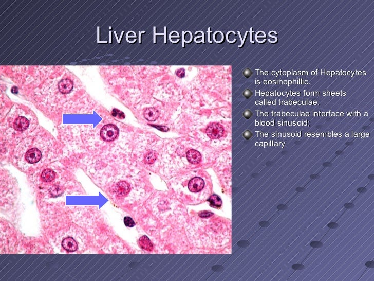 Ro Practice Section Liver H& E