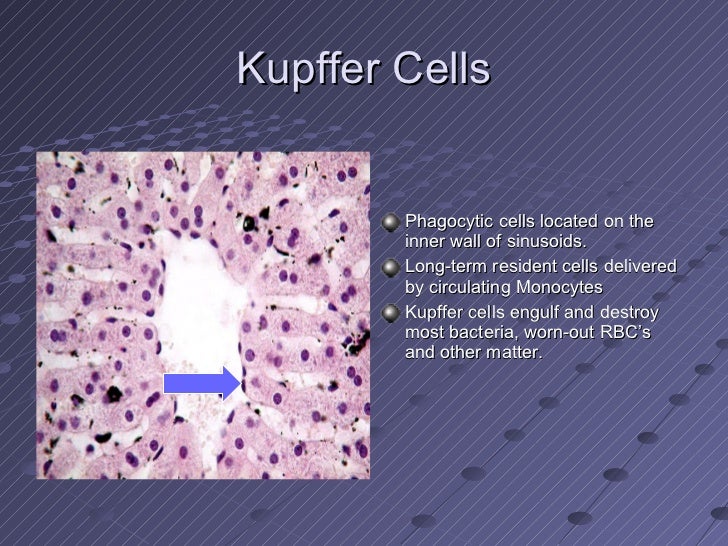 Ro Practice Section Liver H& E