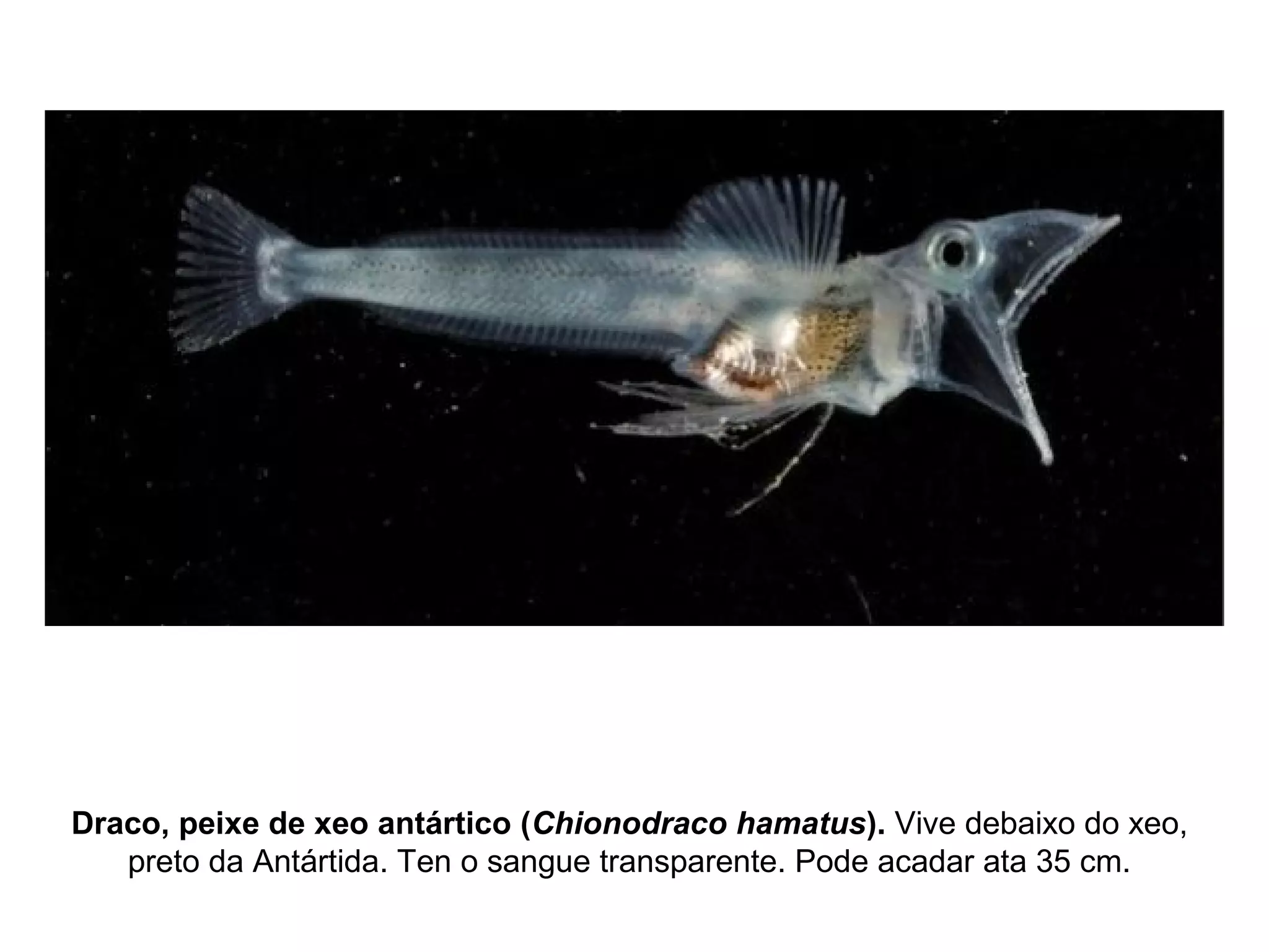 Roque e raimundo coñecen bichos do mar | PPT