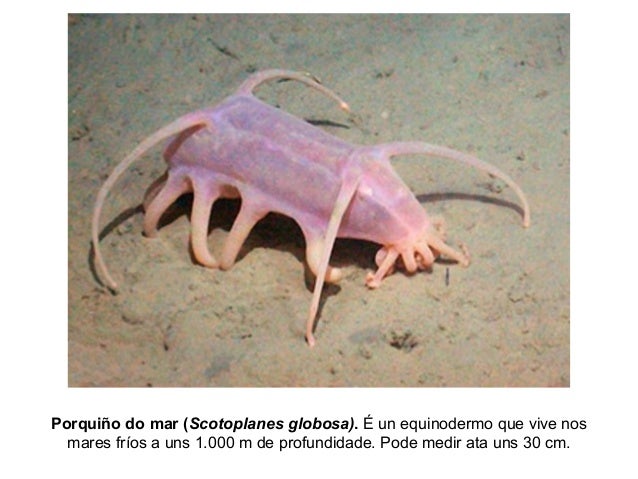 Roque e raimundo coñecen bichos do mar