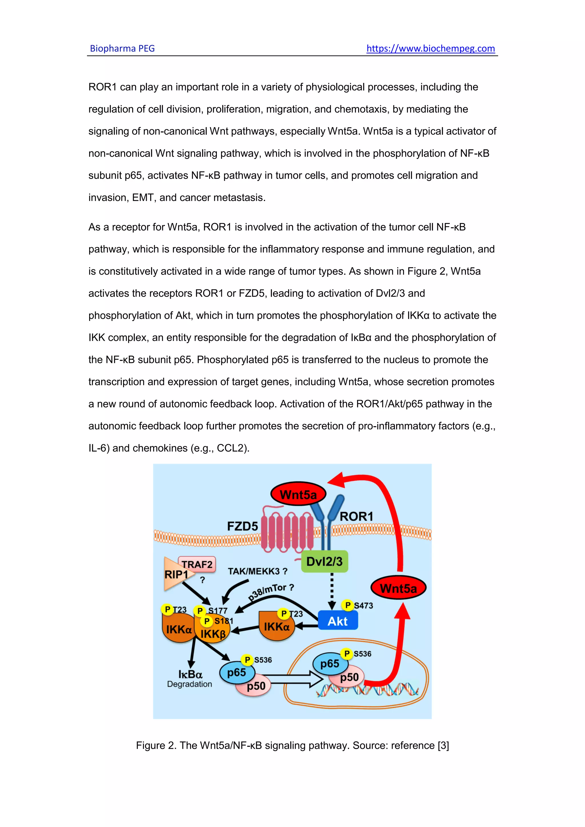 ROR1 ADCs in Clinical Trials MK-2140, NBE-002 & CS5001.pdf