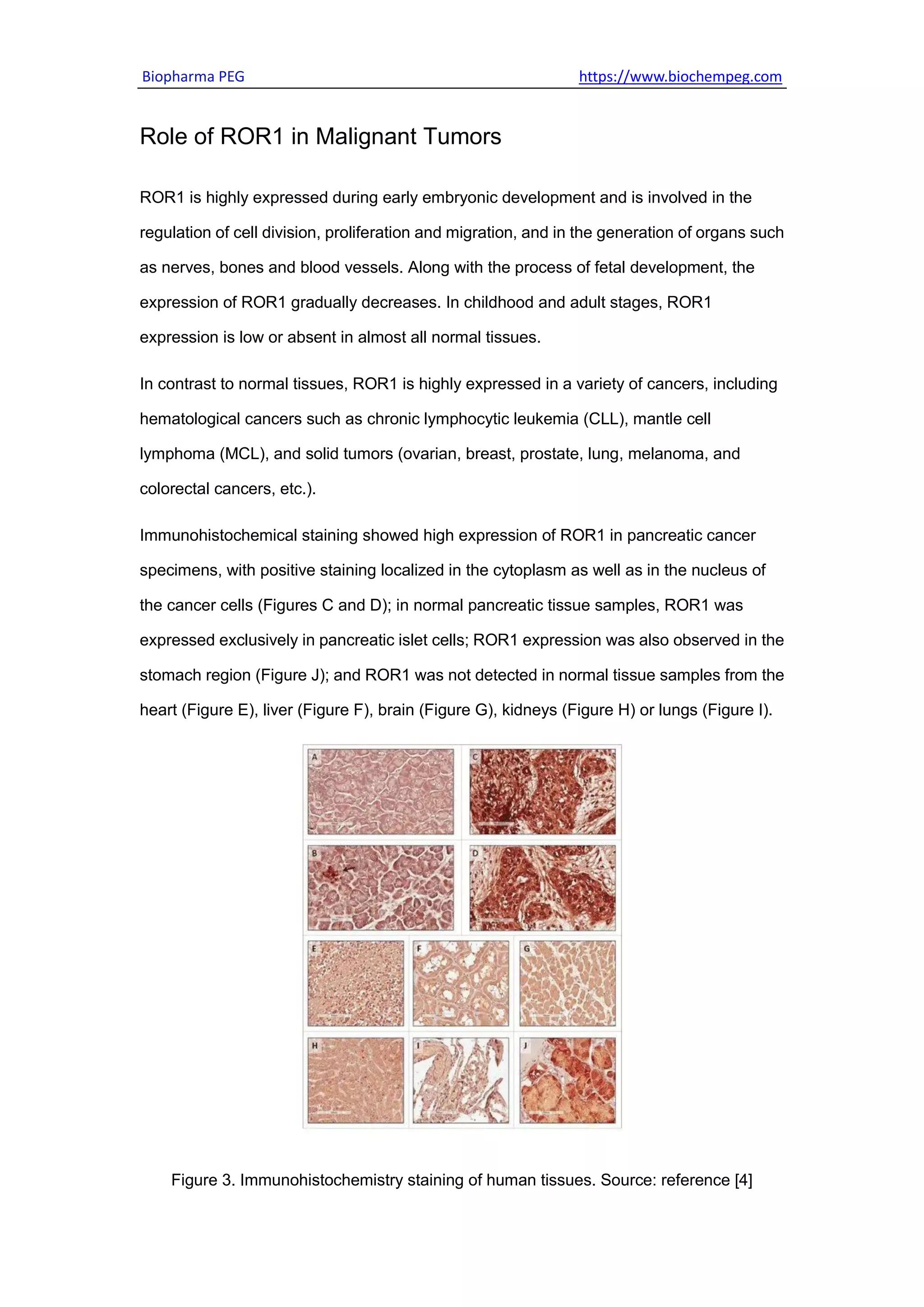 ROR1 ADCs in Clinical Trials MK-2140, NBE-002 & CS5001.pdf