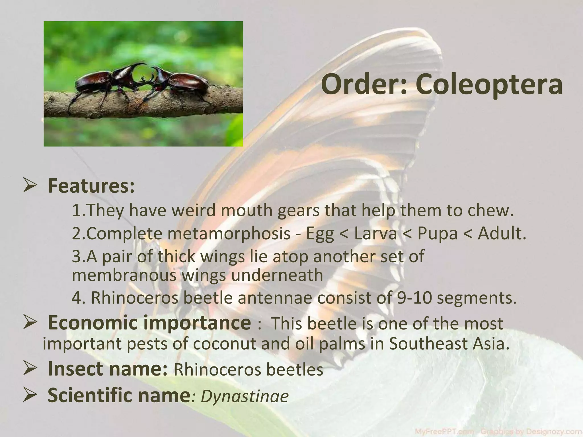 Entomology_Presentation.pptx