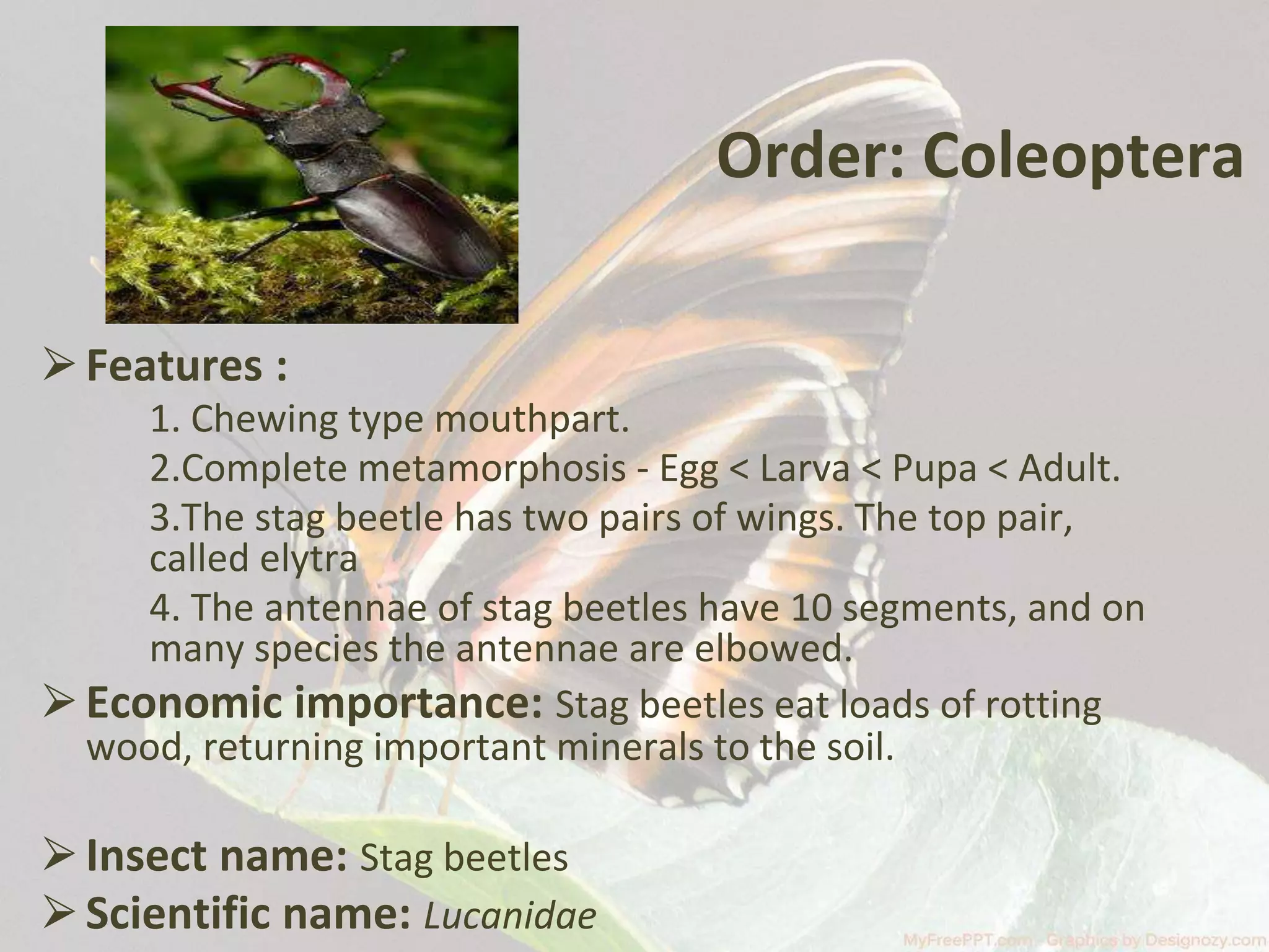 Entomology_Presentation.pptx