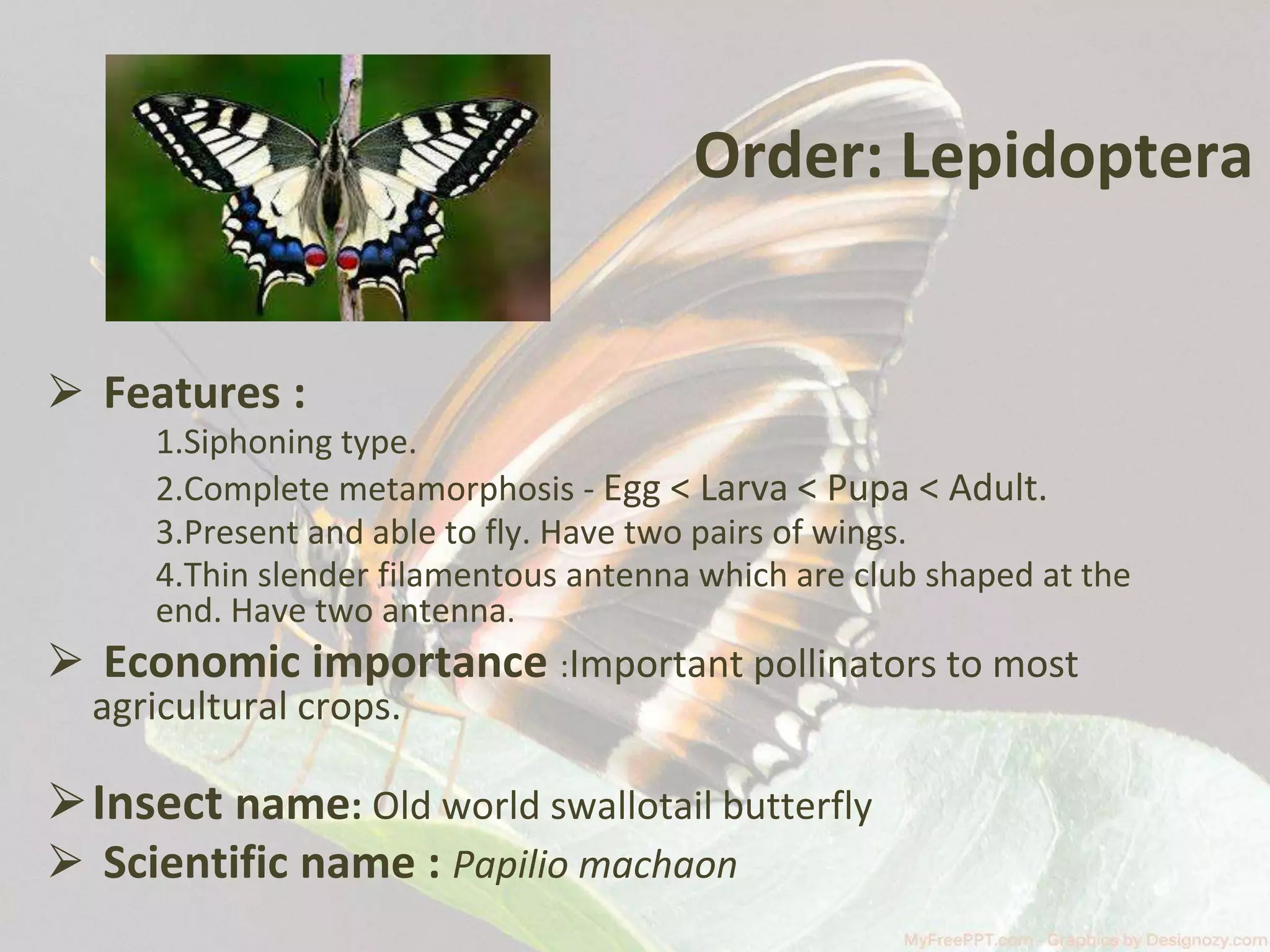 Entomology_Presentation.pptx