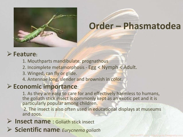 Entomology_Presentation.pptx | Beekeeping | Hobbies & Interests