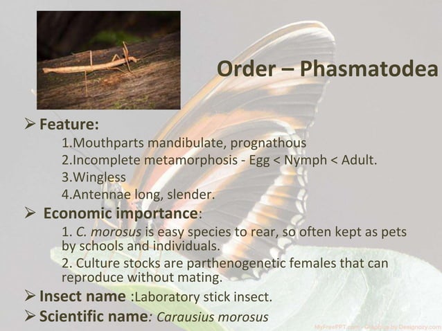 Entomology_Presentation.pptx | Beekeeping | Hobbies & Interests