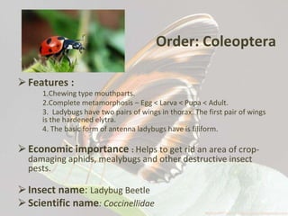 Entomology_Presentation.pptx | Beekeeping | Hobbies & Interests