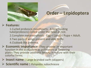 Entomology_Presentation.pptx | Beekeeping | Hobbies & Interests