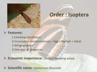 Entomology_Presentation.pptx | Beekeeping | Hobbies & Interests