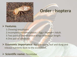 Entomology_Presentation.pptx