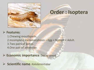 Entomology_Presentation.pptx