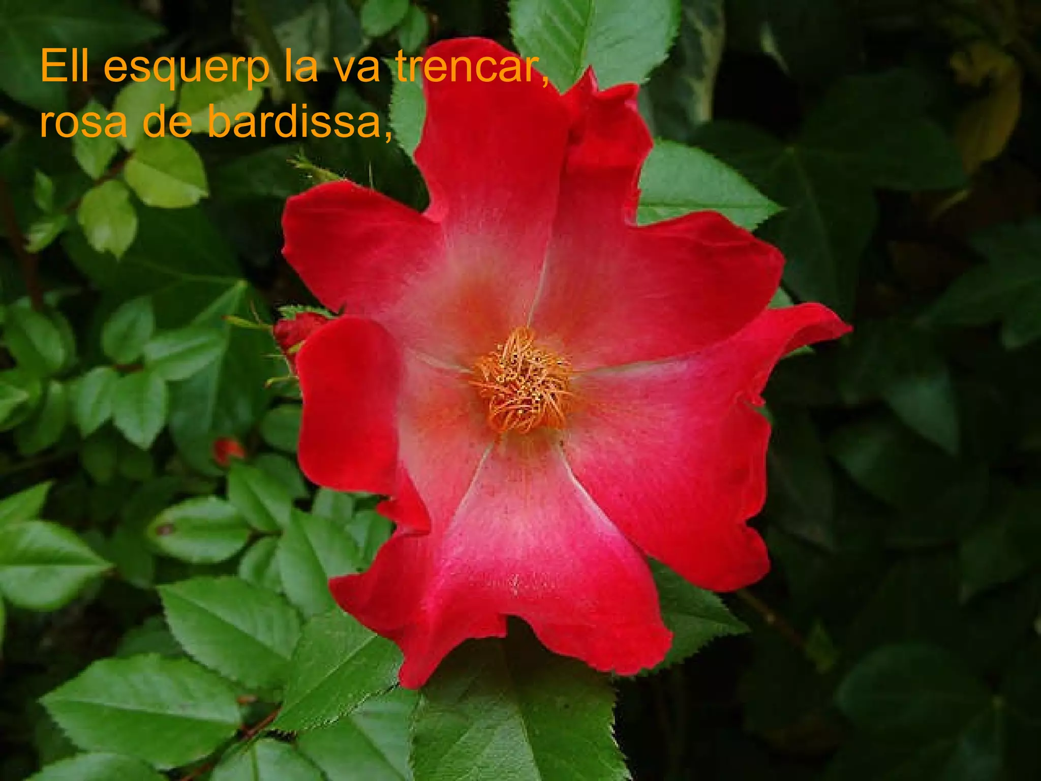 Rosa Bardissa | PPS