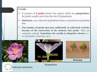 ROSACEAE.pptx