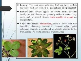 ROSACEAE.pptx