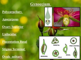 Angiosperm Family Rosaceae (Red Rose) | PPTX