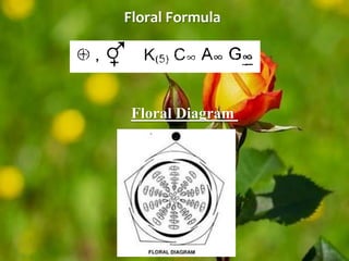 Angiosperm Family Rosaceae (Red Rose) | PPTX