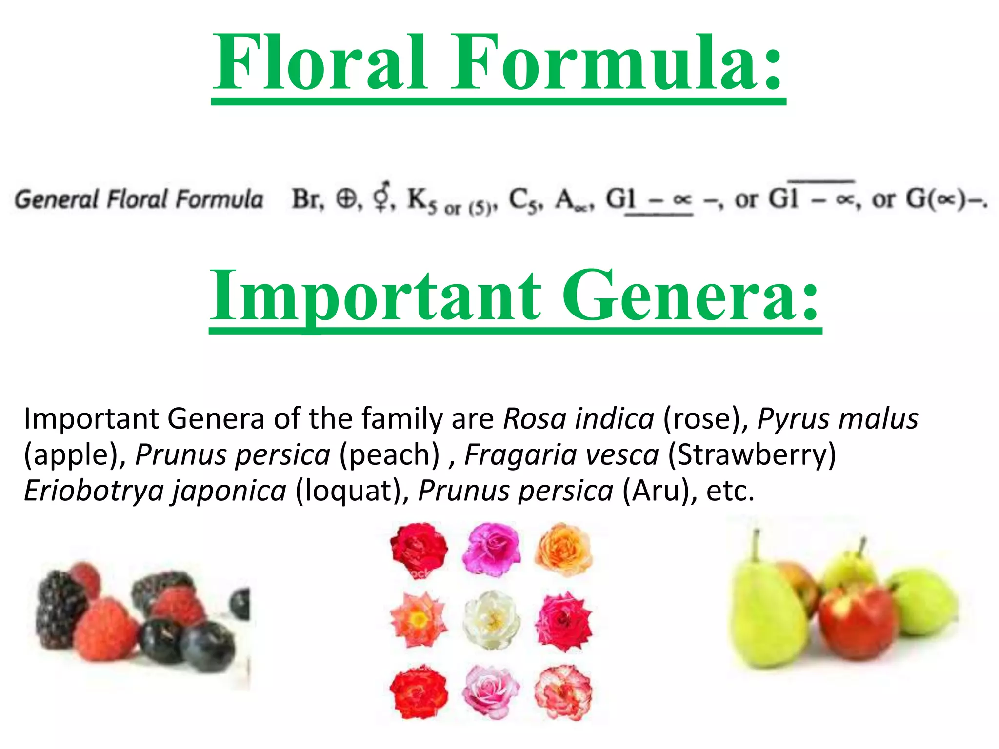 Rosaceae family-Plant Taxonomy | PPTX