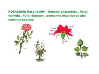 Rosaceae family-Plant Taxonomy | PPTX