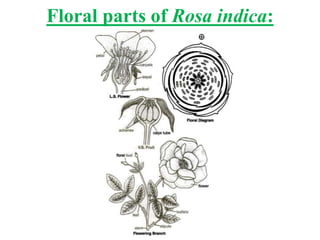 Rosaceae family-Plant Taxonomy | PPTX